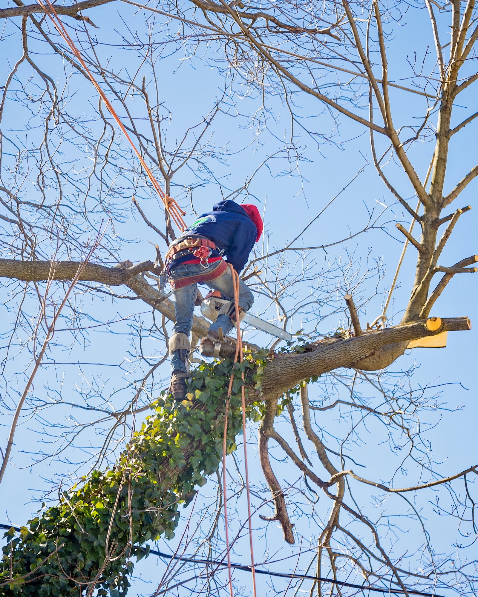 About Us - Fields Tree Service